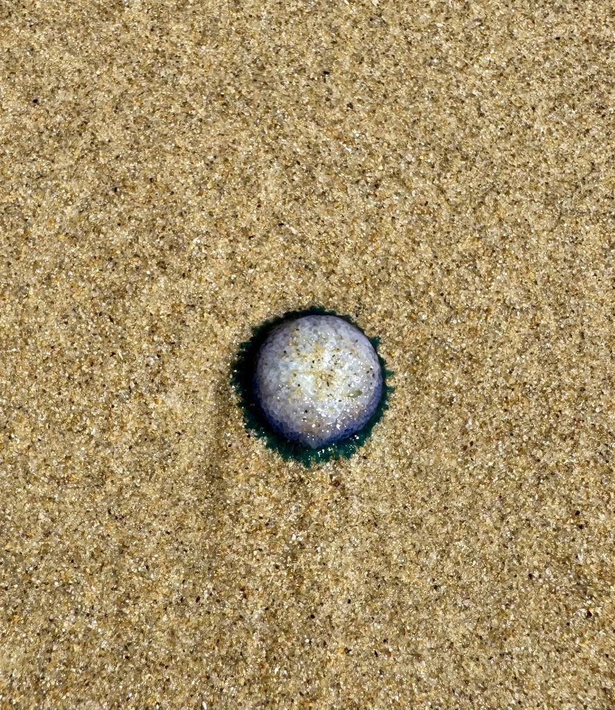 Blue Button from South Pacific Ocean, Broulee, NSW, AU on December 29 ...