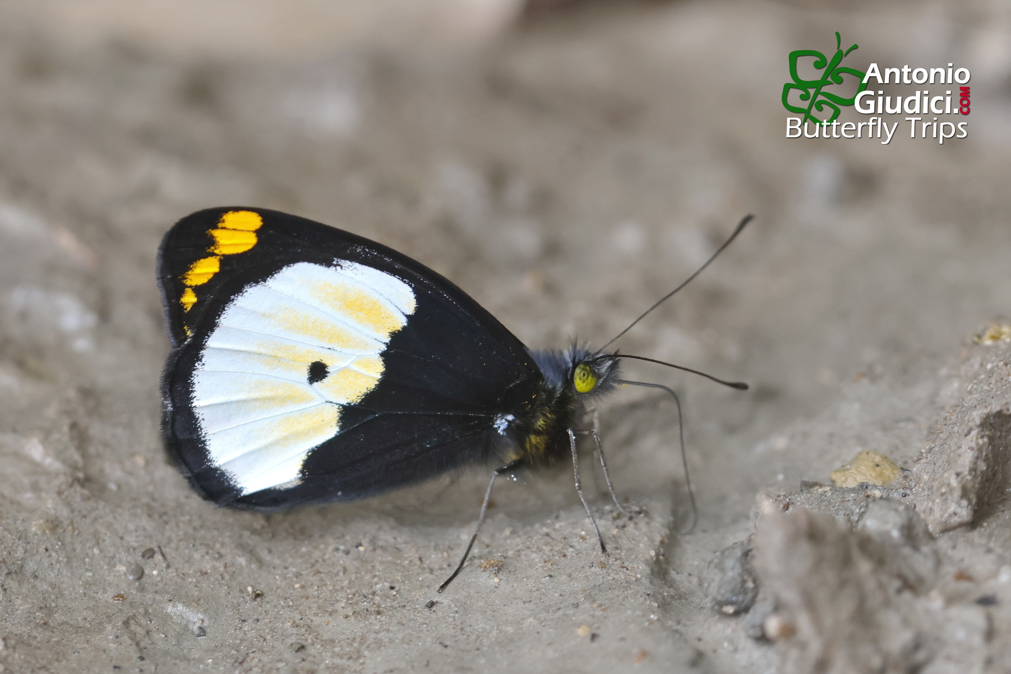 Pieridae Common Name