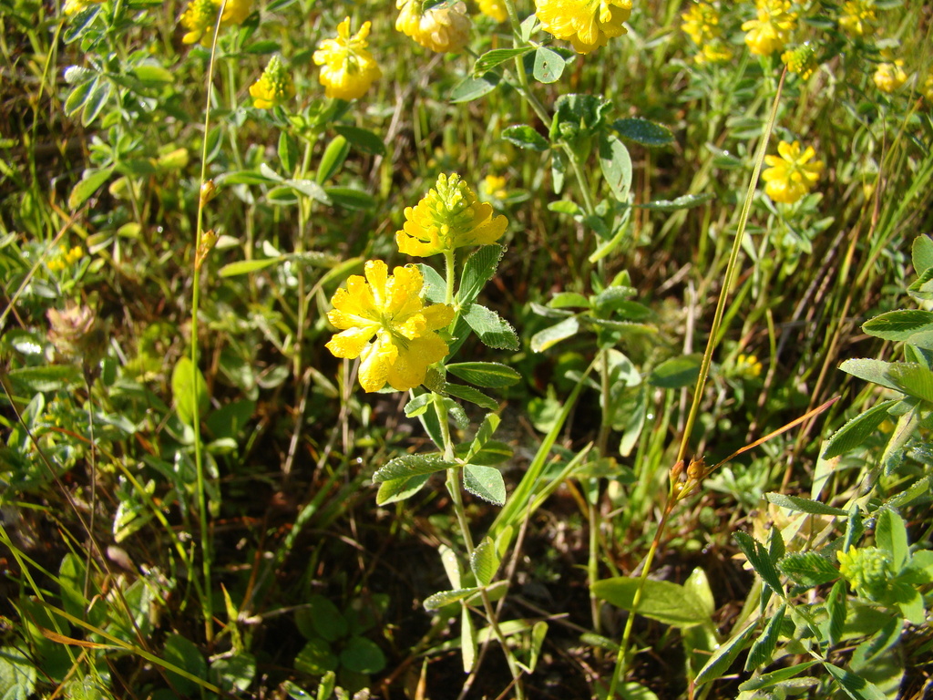 large hop clover from Всеволожский р-н, Ленинградская обл., Россия on ...