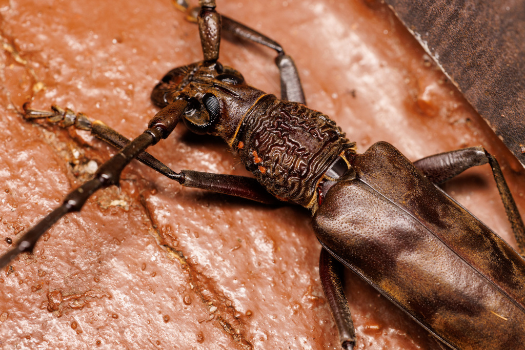 Sal Borer from Bukit Fraser, 49000 Bukit Fraser, Pahang, Malaysia on ...