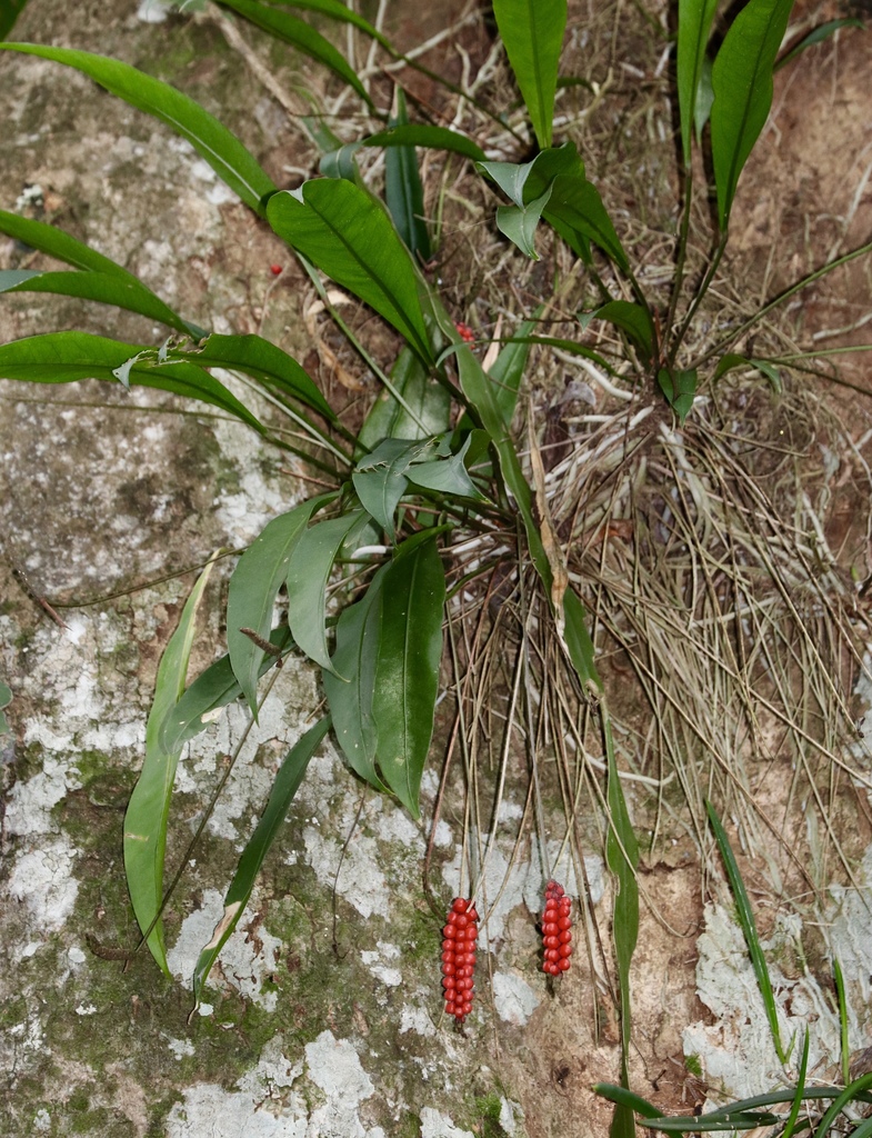 Anthurium gracile (Flora da Reserva Ducke) · iNaturalist