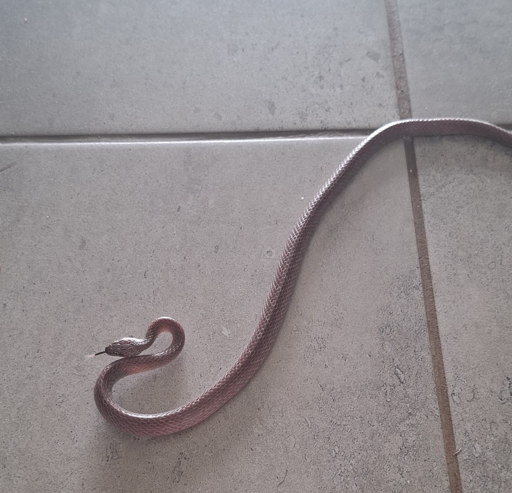 Marbled Tree Snake from Hluhluwe, South Africa on December 29, 2024 at ...