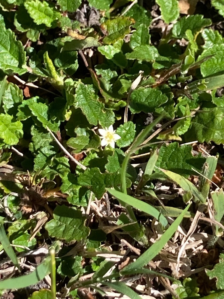Commersonia prostrata in January 2024 by jaymietdawes · iNaturalist
