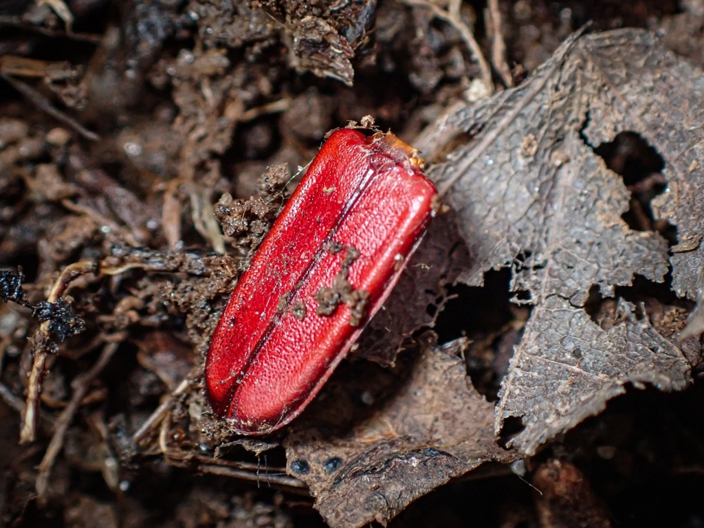 Red Flat Bark Beetle from Senoia, GA 30276, USA on December 27, 2024 at ...