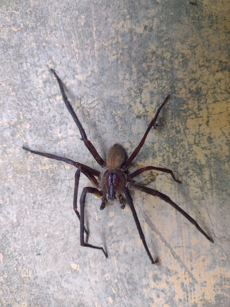 Brazilian Wandering Spiders from Paraty, RJ, 23970-000, Brasil on ...