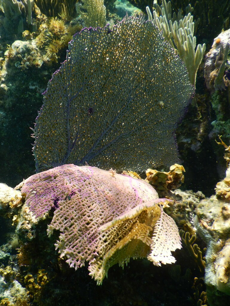 Purple Sea Fan from Grand Turk, Turks and Caicos Islands on September ...