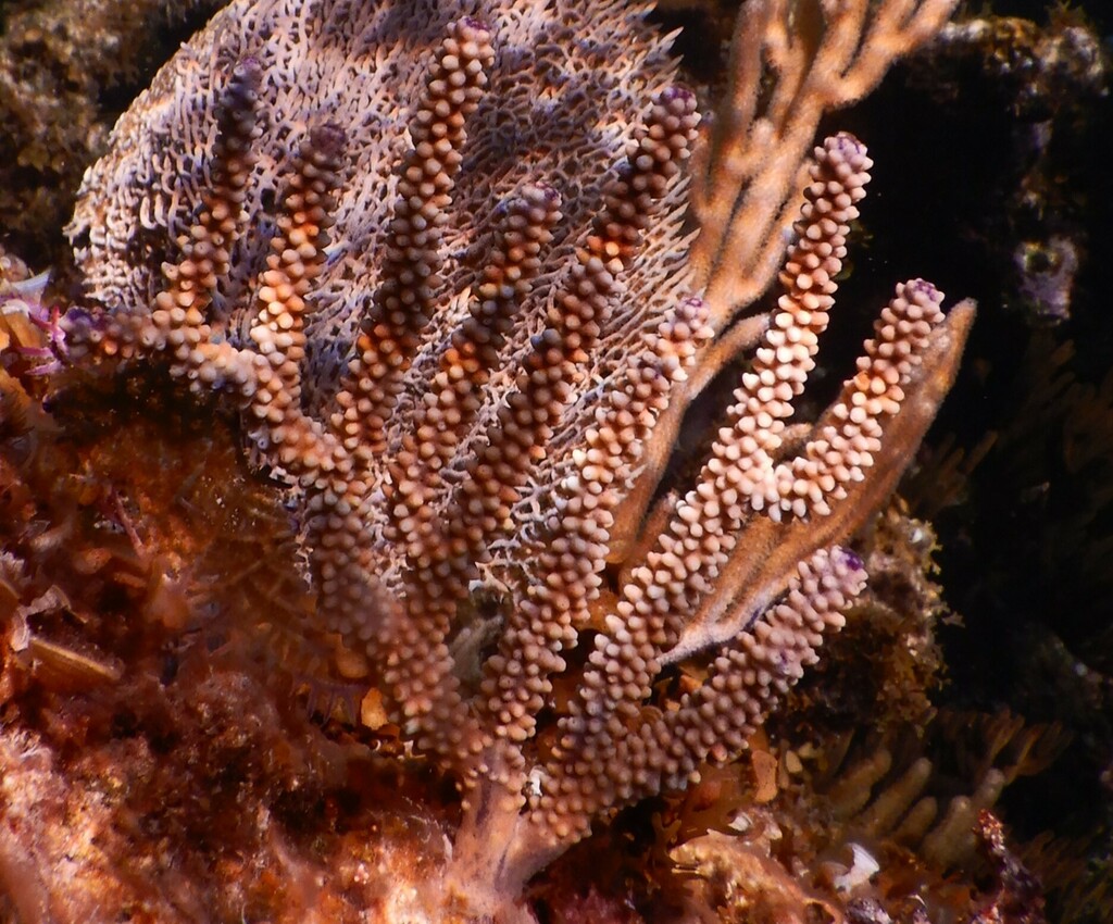 Knobby Sea Rods from Grand Turk, Turks and Caicos Islands on September ...