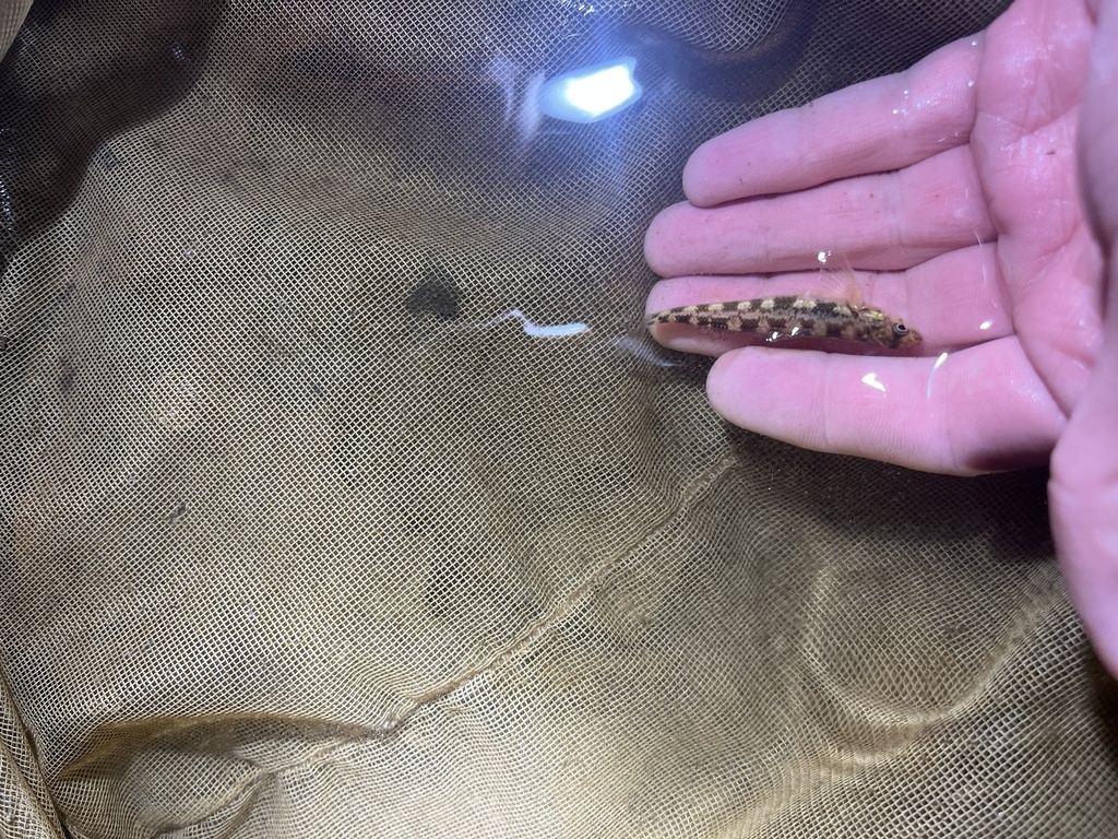 Shield Darter from SR-613, Amissville, VA, US on December 28, 2024 at ...