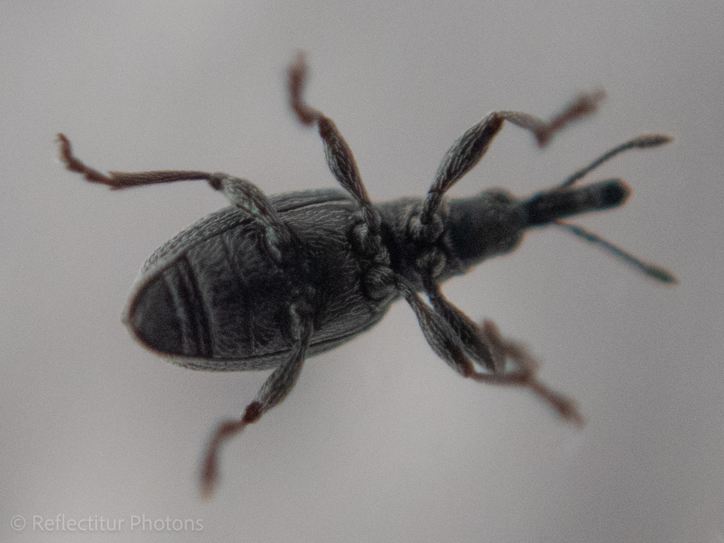 Snout and Bark Beetles from Nicosia, Cyprus on December 28, 2024 at 03: ...