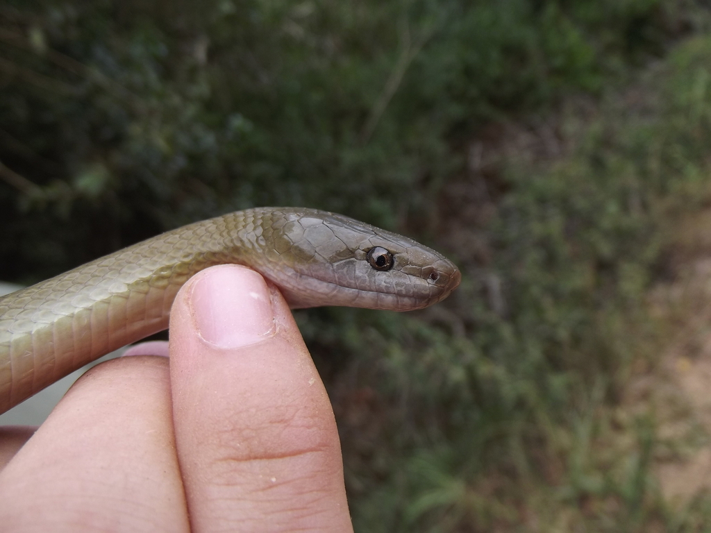 Olive Snake from Hoekwil, Wilderness, 6538, South Africa on December 28 ...