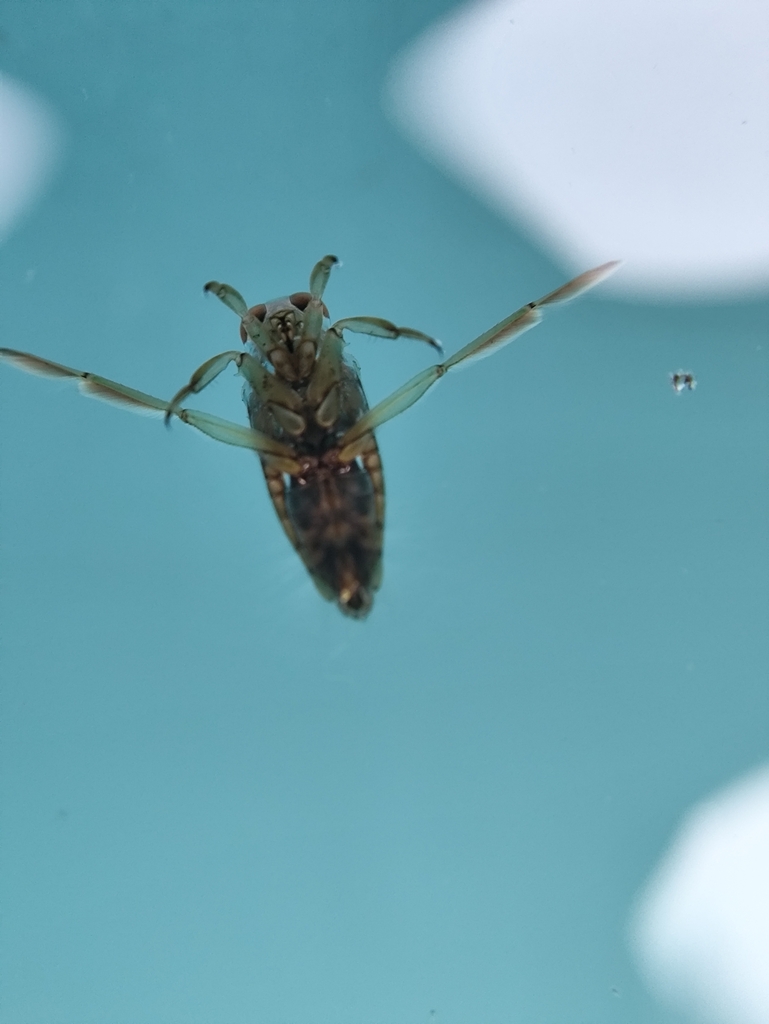 Milky Backswimmers in December 2024 by angiebug · iNaturalist