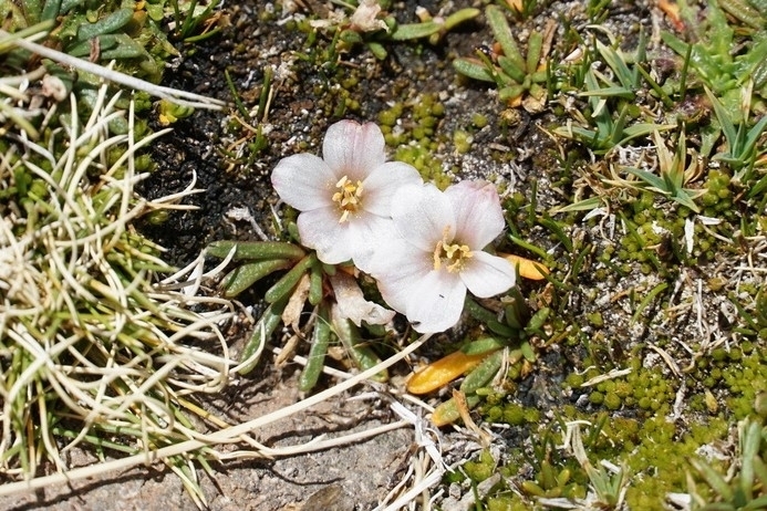Calandrinia compacta in December 2024 by Bernardita Navarrete · iNaturalist