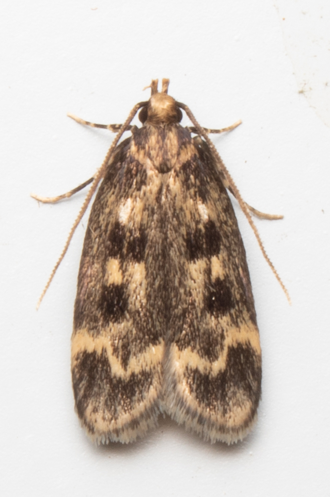 Square-spotted Martyringa Moth (The iNaturalist Guide to Payne Hollow ...