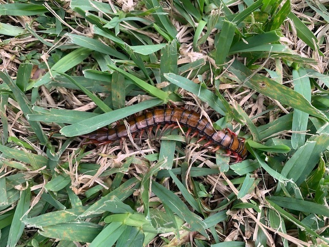 Pacific Giant Centipede from Stovell Bay Rd, Bermuda on December 28 ...