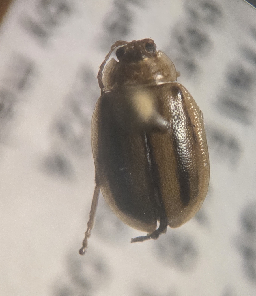Belly-banded Flea Beetle from Erie, PA 16507, USA on August 17, 2024 by ...