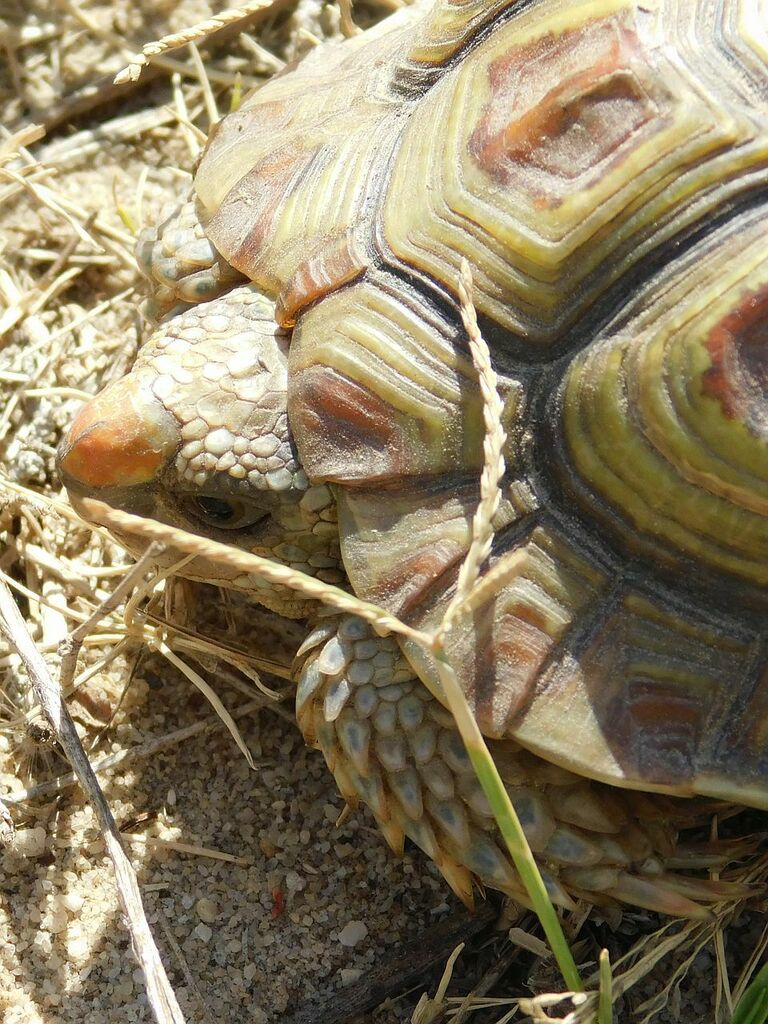 Parrot-beaked Tortoise from Sandpit Greyton, 7233, South Africa on ...