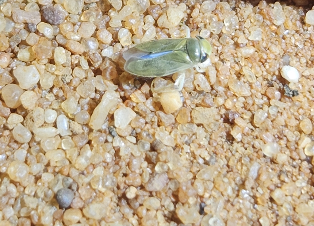Micronecta from Gluepot SA 5417, Australia on December 28, 2024 at 09: ...