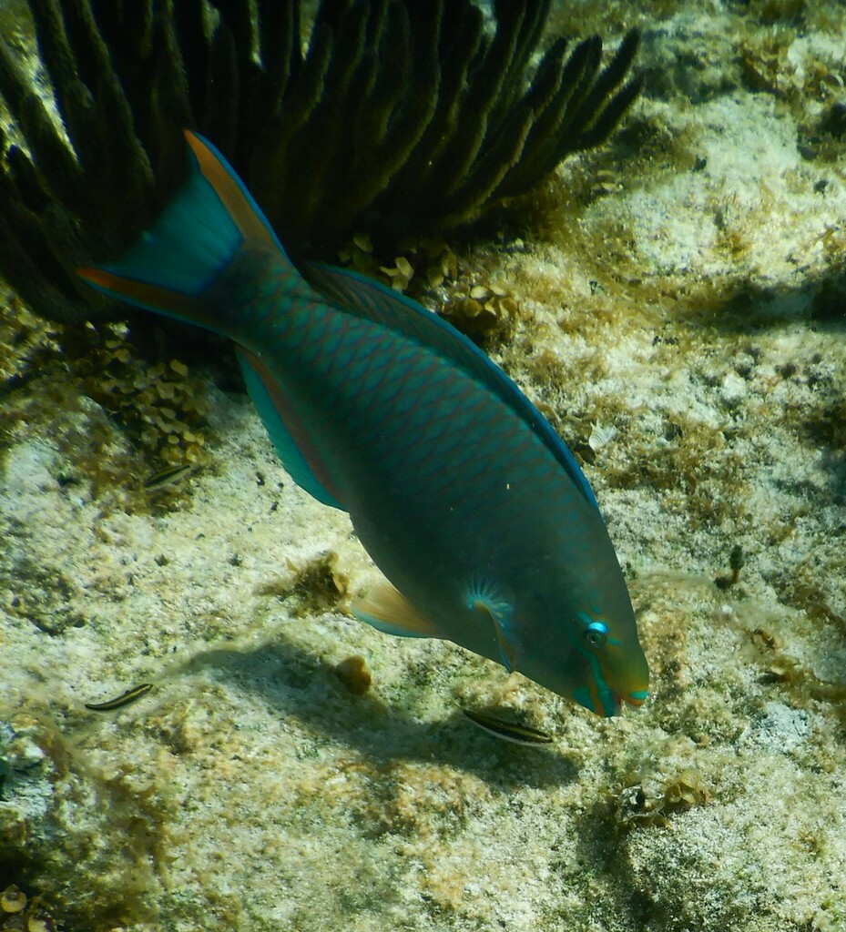Queen Parrotfish from Grand Turk, Turks and Caicos Islands on September ...