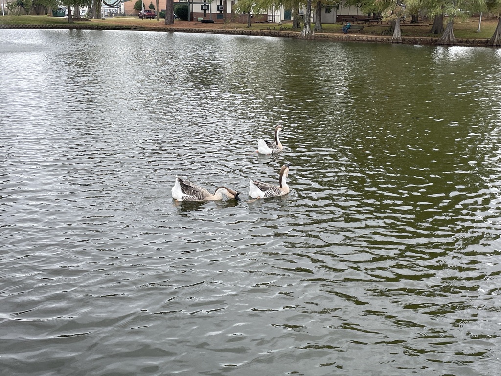 Domestic Swan Goose from Stephen F. Austin State University ...