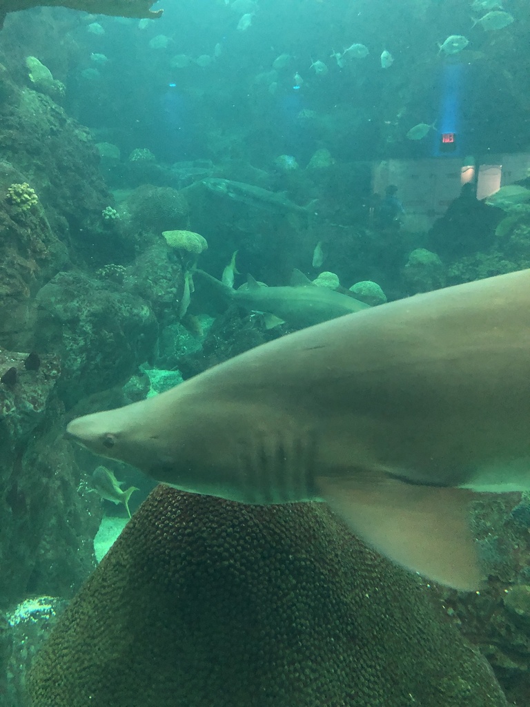 Sand Tiger Shark from The Florida Aquarium, Tampa, FL, US on December ...