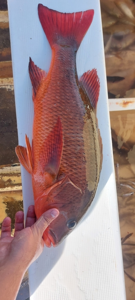 Pargo colorado desde Ahome, Sin., México el 29 de diciembre de 2024 a ...