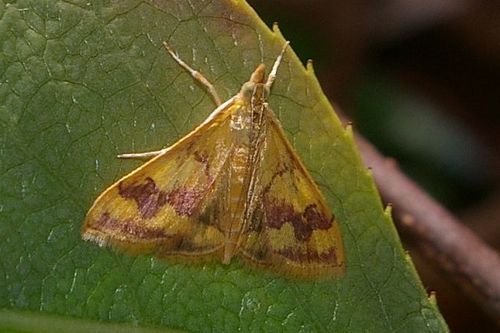 Perilla Leaf Moth (Pyrausta panopealis) · iNaturalist