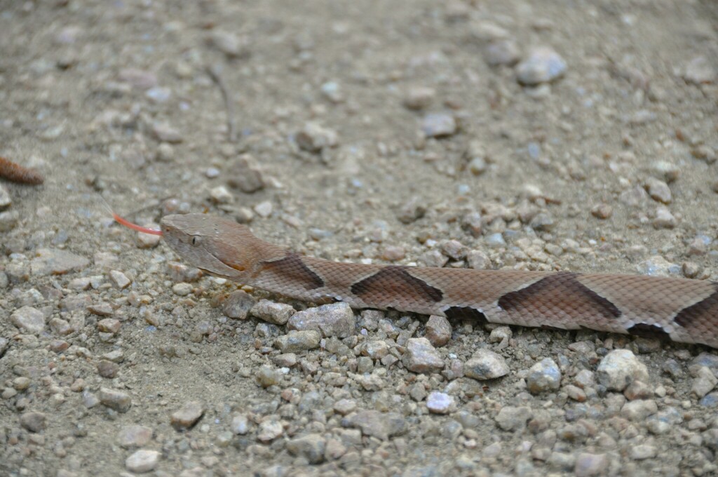 Eastern Copperhead from Lake Houston, Houston, TX, USA on April 16 ...