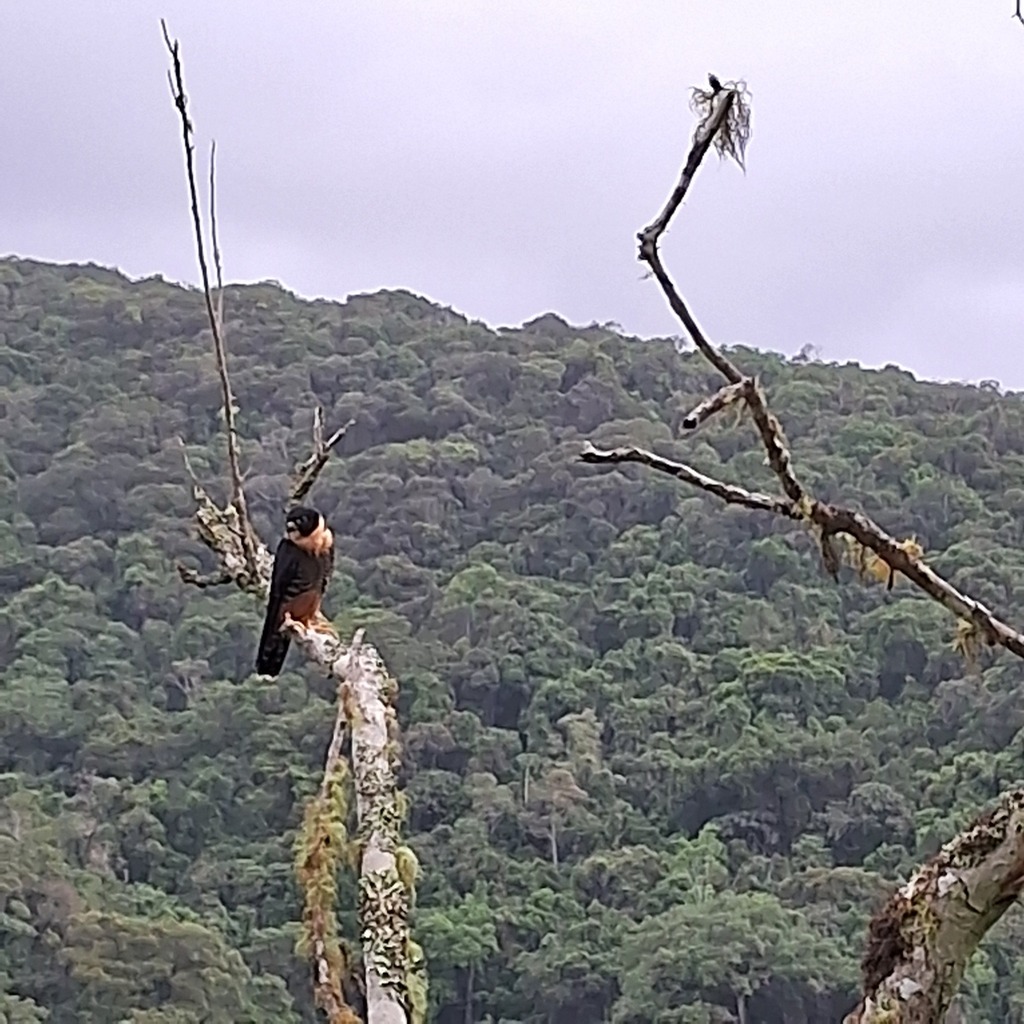 Bat Falcon from Legacy of the Waters - Santa Rita do Ribeira, Miracatu ...