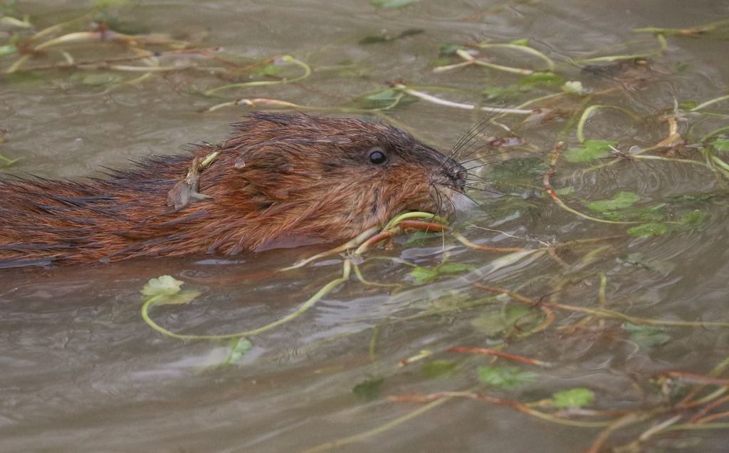 Muskrat from Groveton, VA, USA on December 26, 2024 at 12:26 AM by ...