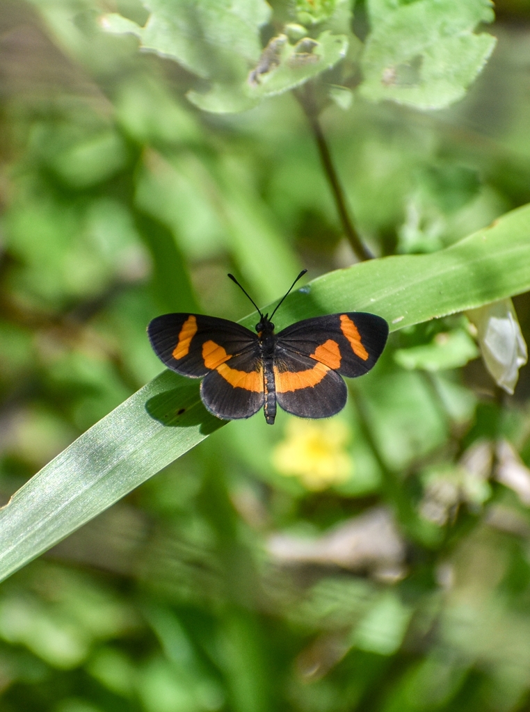 Elf Butterfly from 64924 Nuevo Leon, Mexico on October 11, 2024 at 10: ...