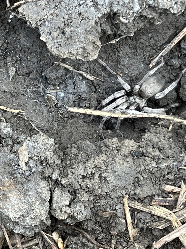 False Tarantula from Calaveras Rd, Sunol, CA, US on December 29, 2024 ...