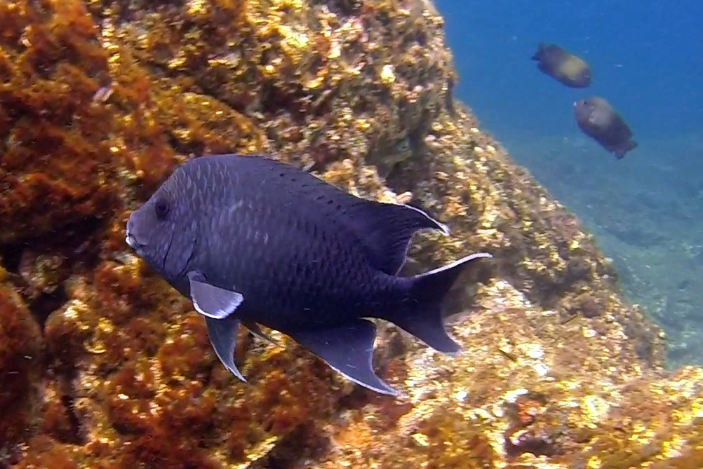 Giant Damselfish (Microspathodon dorsalis) - Marine Life Identification