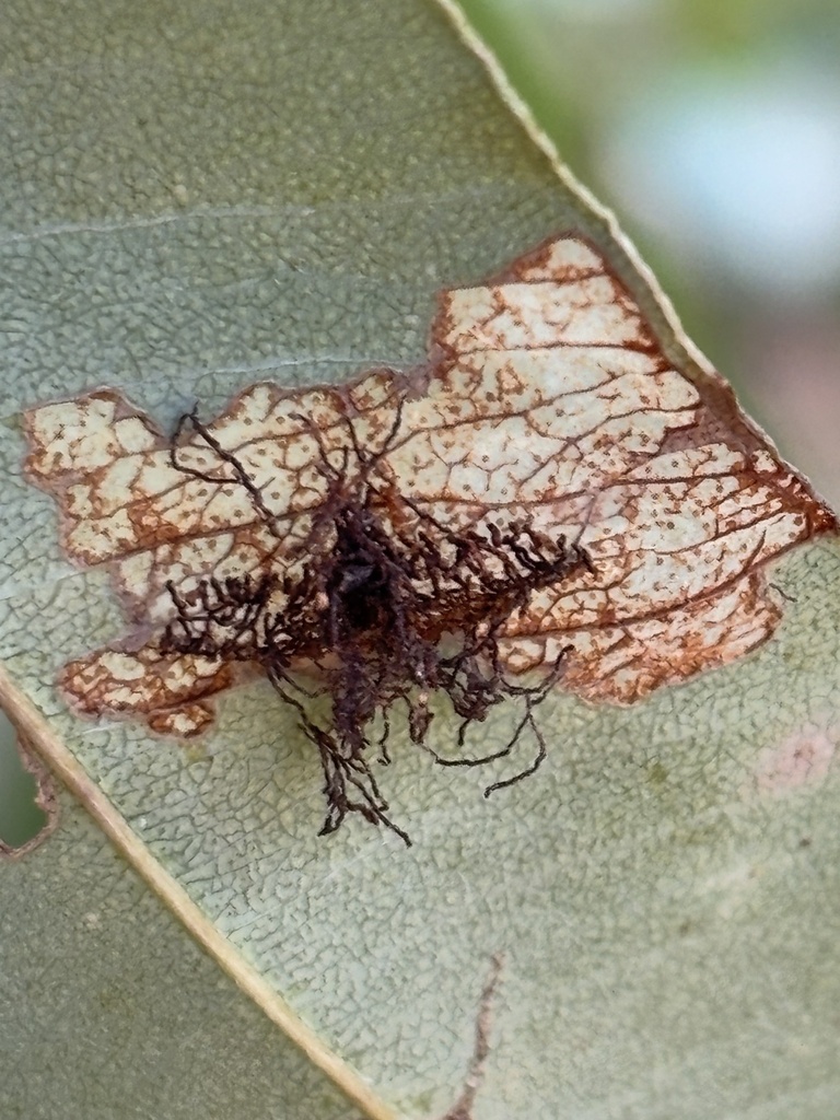Scribbly Gum Moths from Coomba Park, NSW, AU on December 30, 2024 at 08 ...