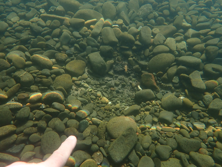 Pacific Lamprey from Humboldt County, US-CA, US on June 29, 2024 at 06: ...