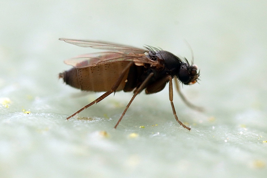 Humpbacked Flies from Ruawai, New Zealand on December 20, 2024 at 05:36 ...