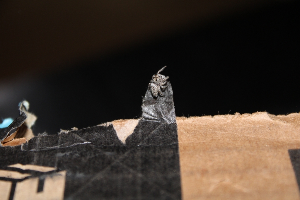 High Eyelashed Jumping Spider from Dickson, OK 73401, USA on June 11 ...