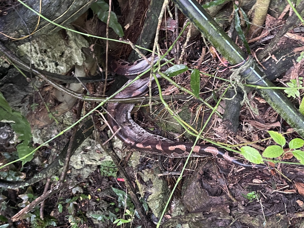 Bornean Short Python from 婆罗洲, 山打根, 沙巴, MY on December 29, 2024 at 04: ...