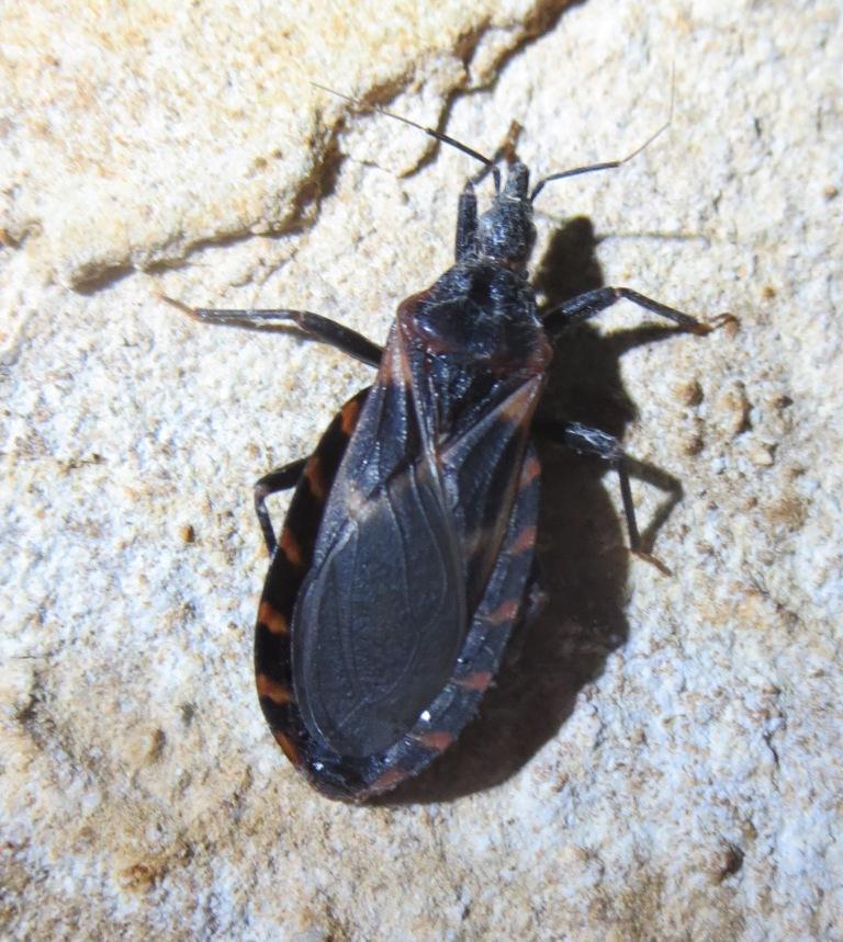 Triatoma lecticularia from 14689 Webberville Rd, Austin, TX 78724, USA ...