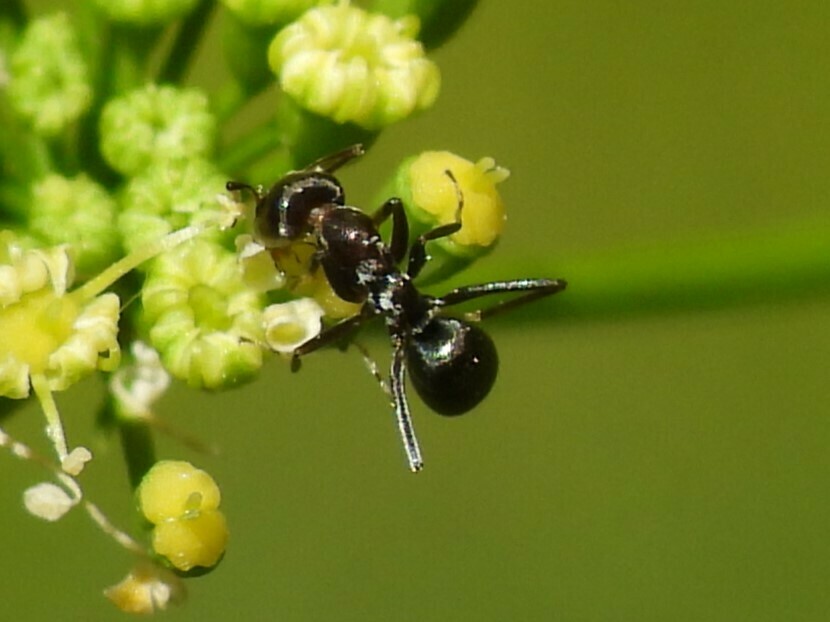 Rainbow, Tyrant, and Meat Ants from Coomba Park NSW 2428, Australia on ...