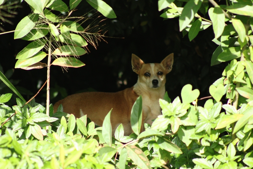Domestic Dog from Kaneohe, HI 96744, USA on December 29, 2024 at 01:33 ...
