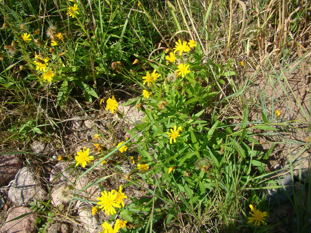 Canada hawkweed from Выборгский р-н, Ленинградская обл., Россия on ...