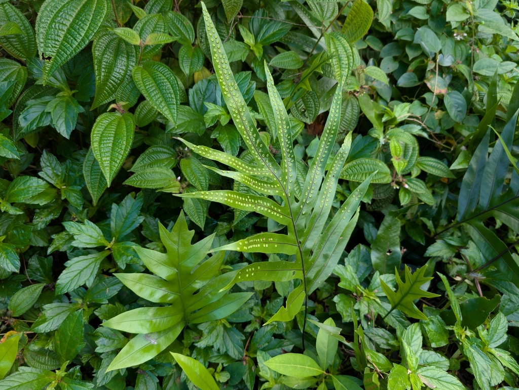 Musk Fern from Kaneohe, HI 96744, USA on December 29, 2024 at 01:54 PM ...