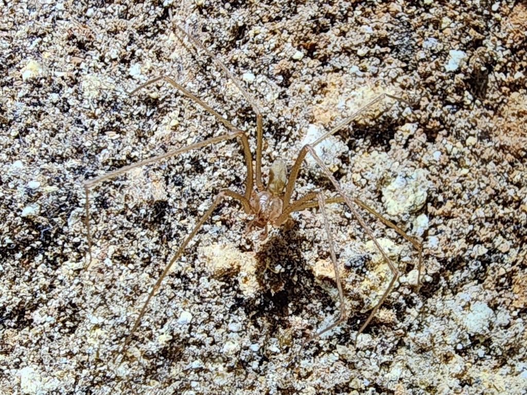 Recluse Spiders from Torrecillas, Morovis 00687, Puerto Rico on ...