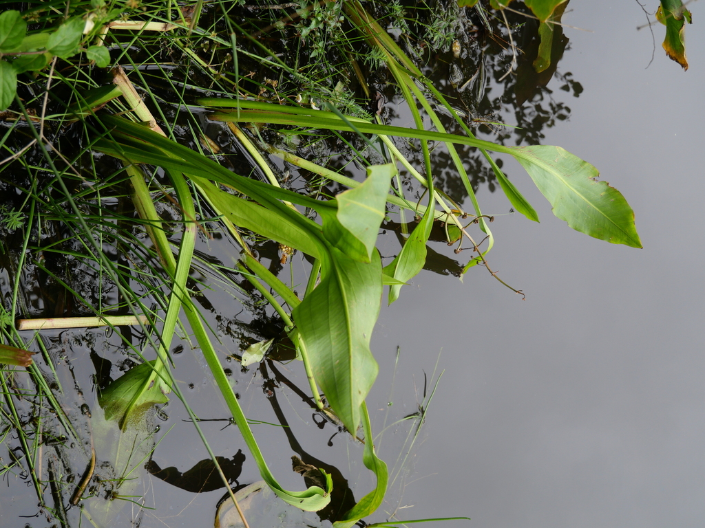 Delta Arrowhead from Whitby, Porirua, New Zealand on December 30, 2024 ...