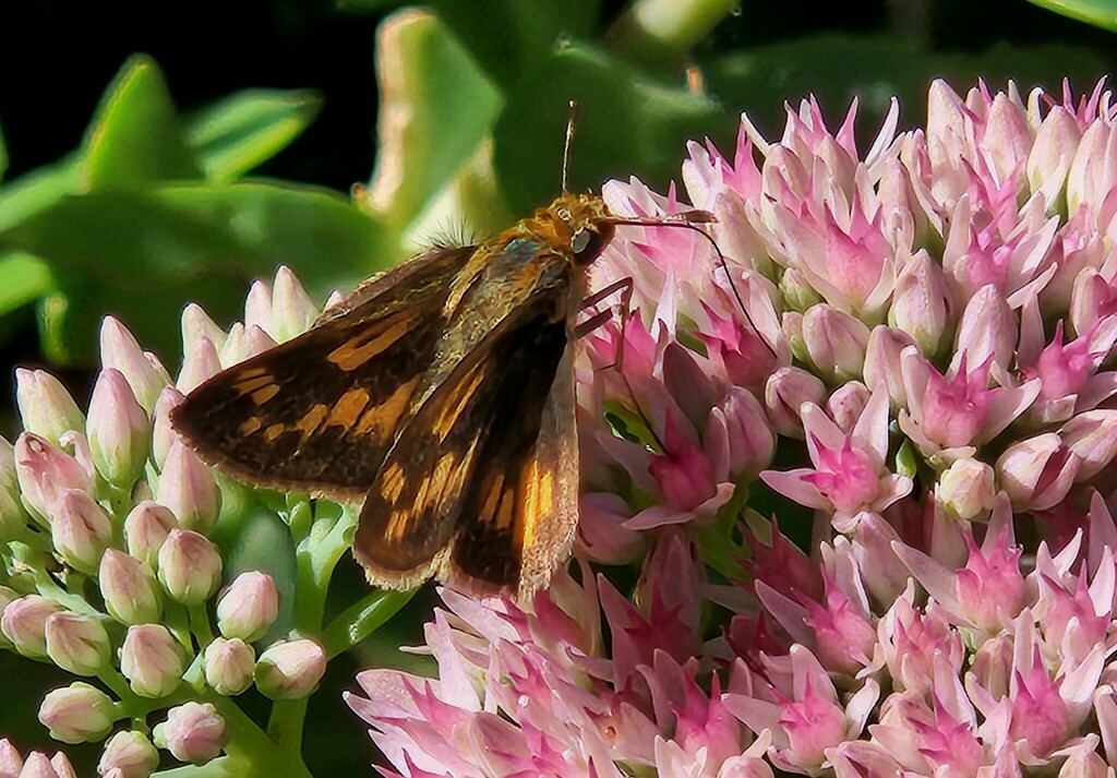 Peck's Skipper from Columbia, MD, USA on September 9, 2024 at 01:32 PM by smuller. https ...