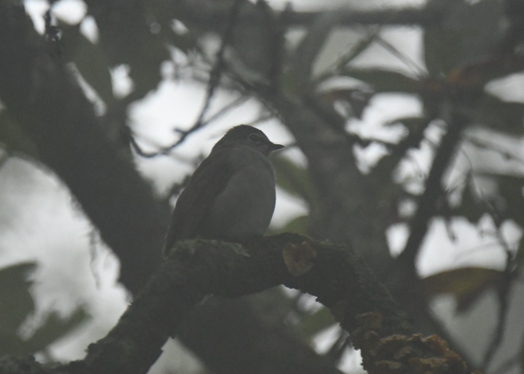 Brown-backed Solitaire from San Pedro Garza García, N.L., México on ...