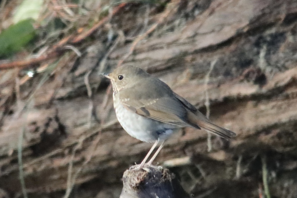 Hermit Thrush from Pacific Rim National Park Reserve, Alberni-Clayoquot ...