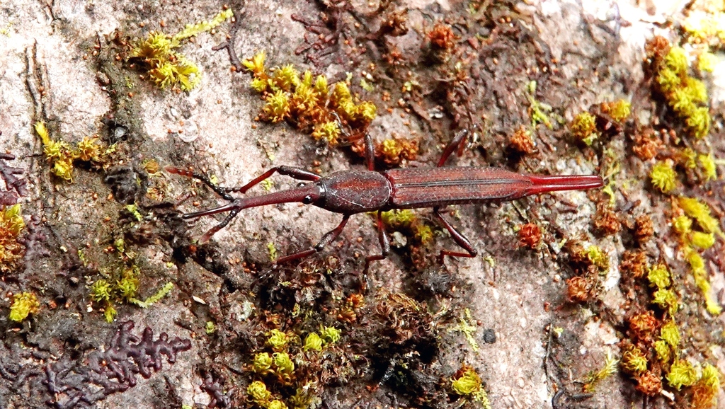 Ceocephalus acuminatus from Plaines Wilhems District, Mauritius on ...