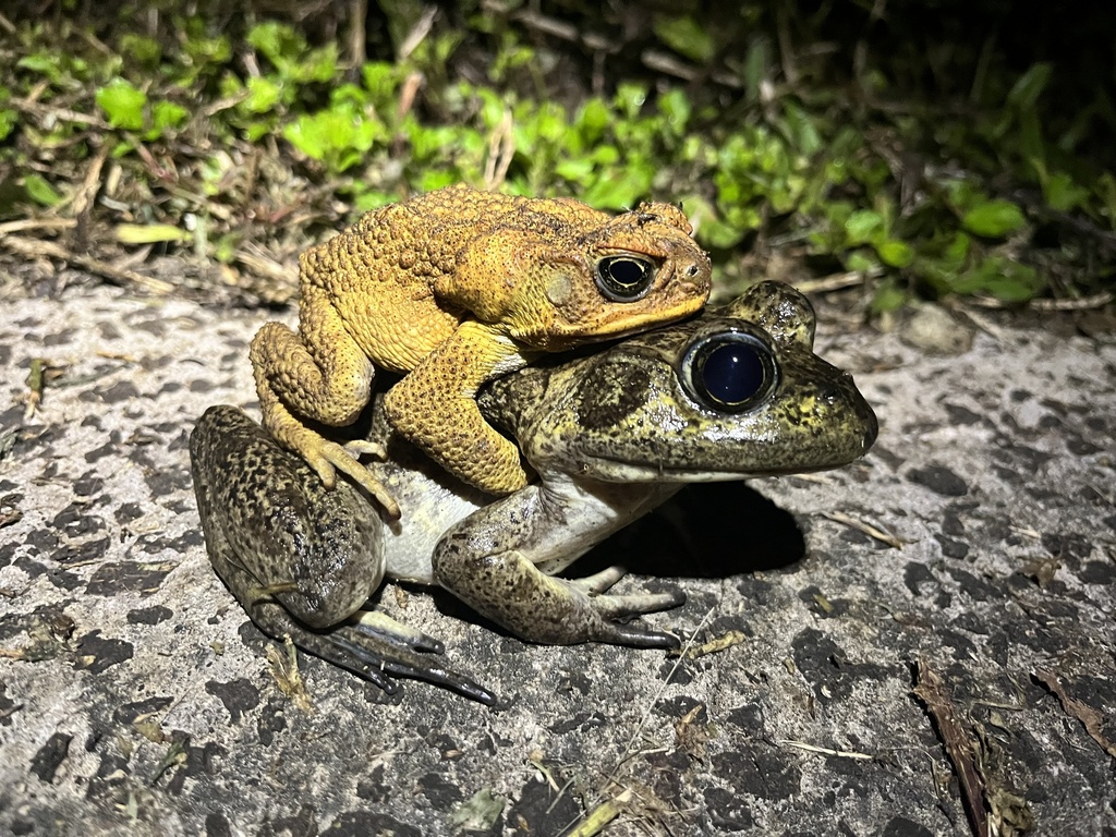 Cane Toad from Princeville Makai Golf Club, Princeville, HI, US on ...