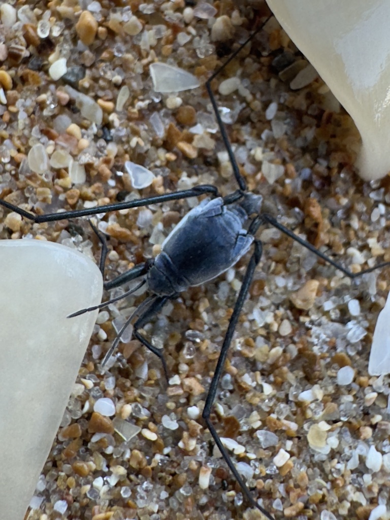 Common Sea Skater from Trinidad, Trinidad and Tobago, TT on December 28 ...